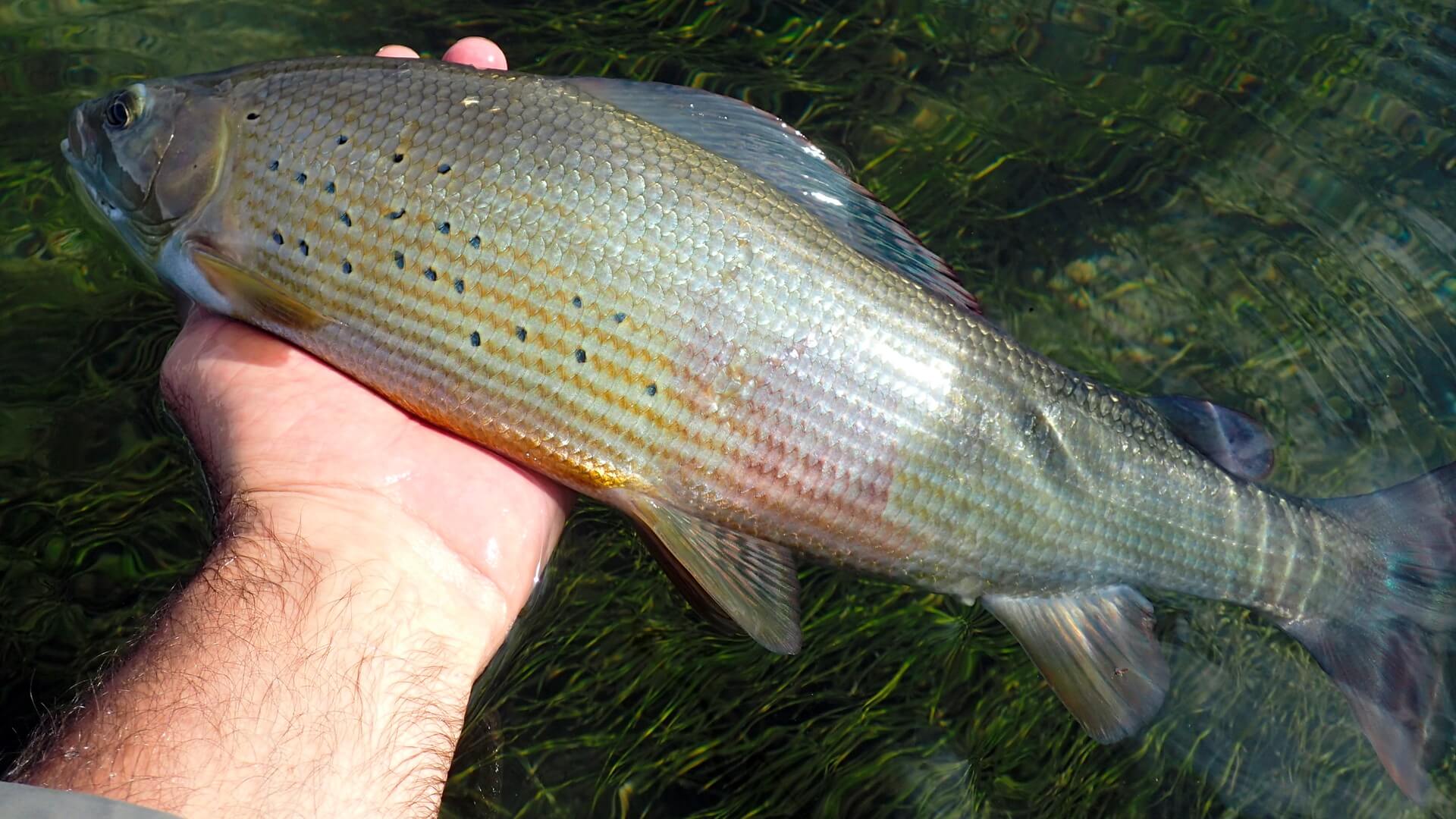 Fly Fishing in Serbia - Unforgettable Fly Fishing Adventures in the ...