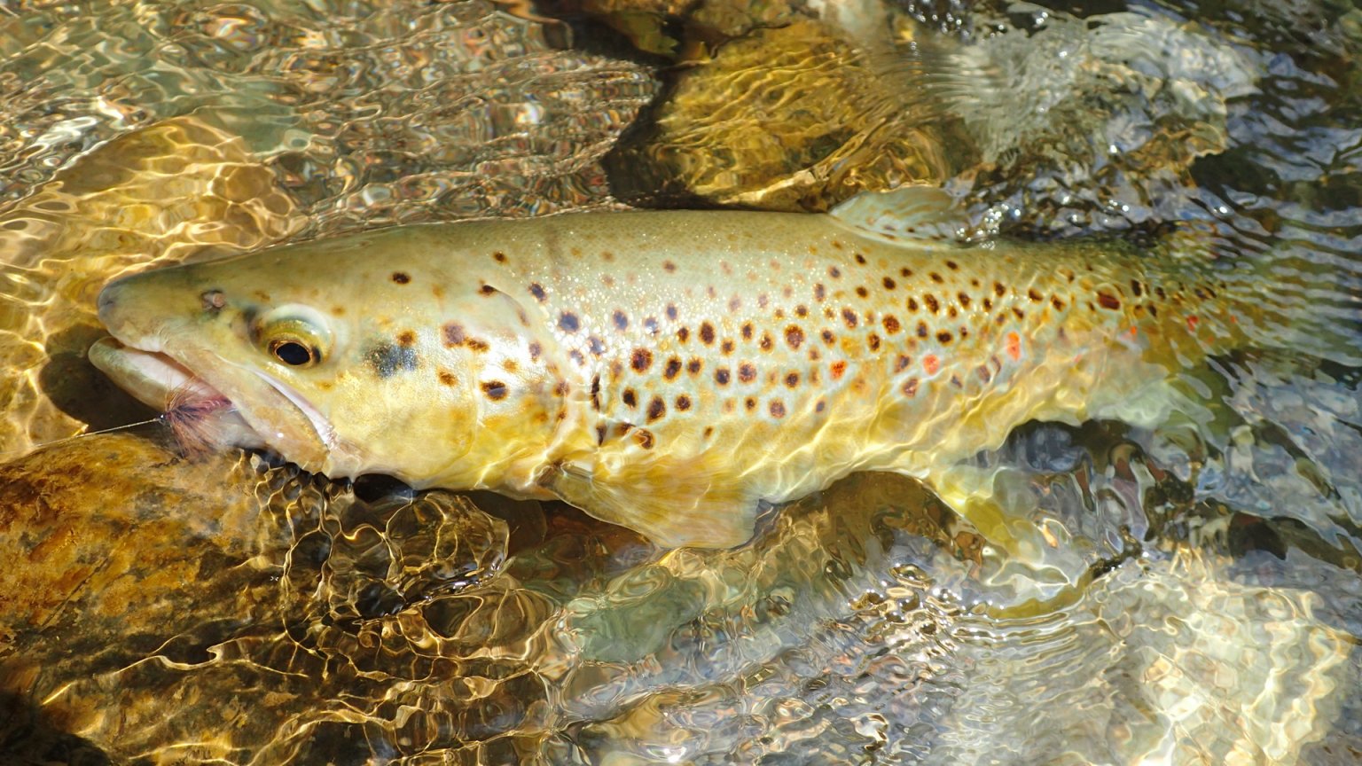 Brown Trout Gallery - Expert In-Field Fly Fishing Instruction ...