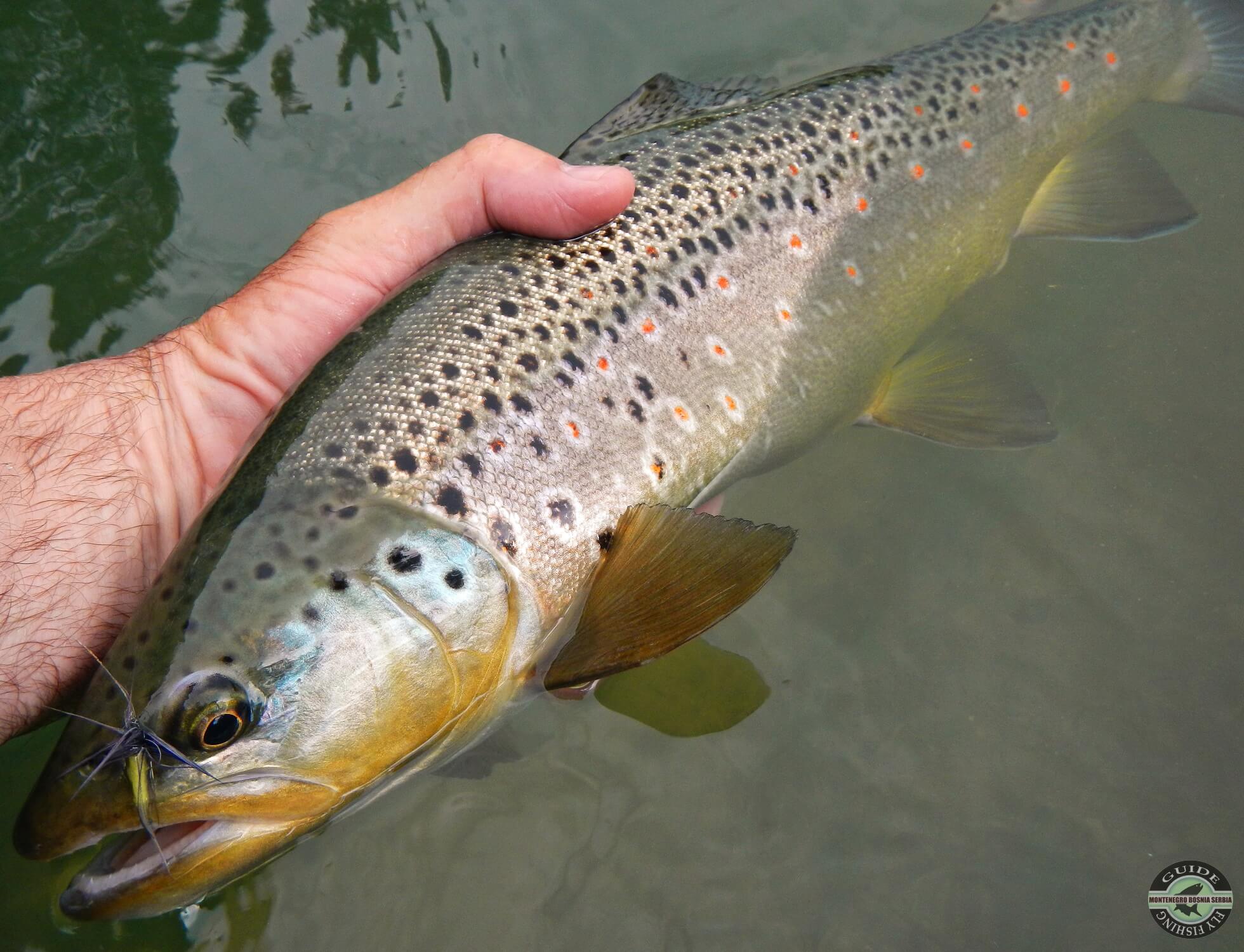 Brown Trout Gallery - Expert In-Field Fly Fishing Instruction ...